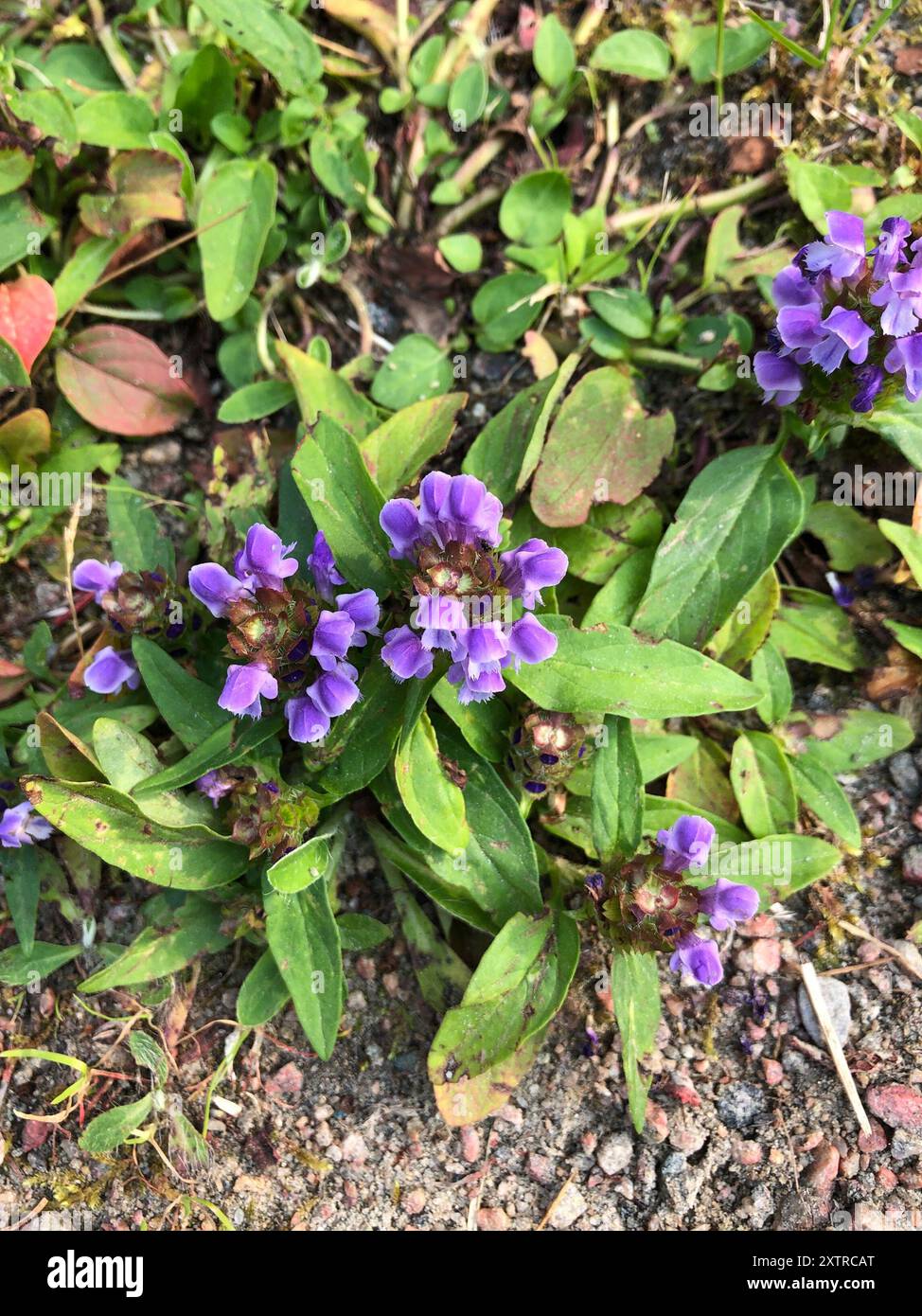 common selfheal (Prunella vulgaris) Plantae Stock Photo - Alamy