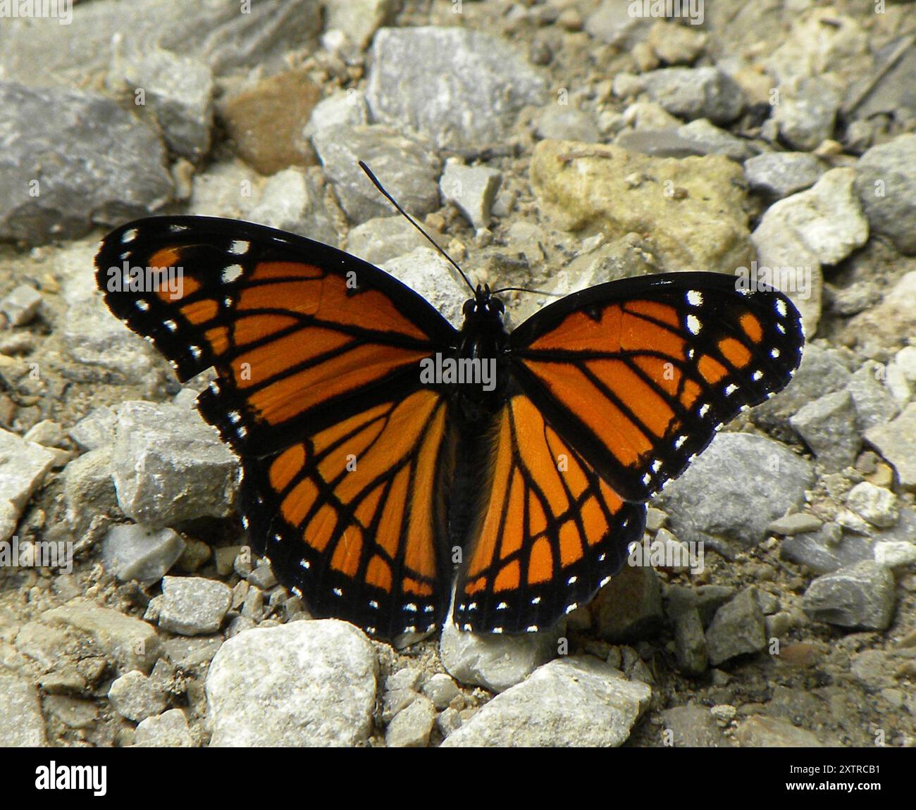 Viceroy (Limenitis archippus) Insecta Stock Photo - Alamy