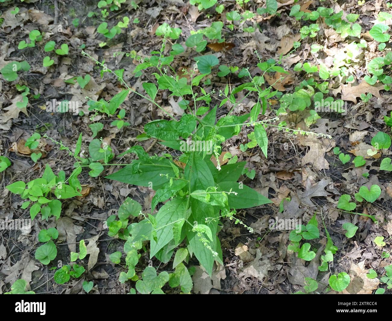 virginia stickseed (Hackelia virginiana) Plantae Stock Photo - Alamy