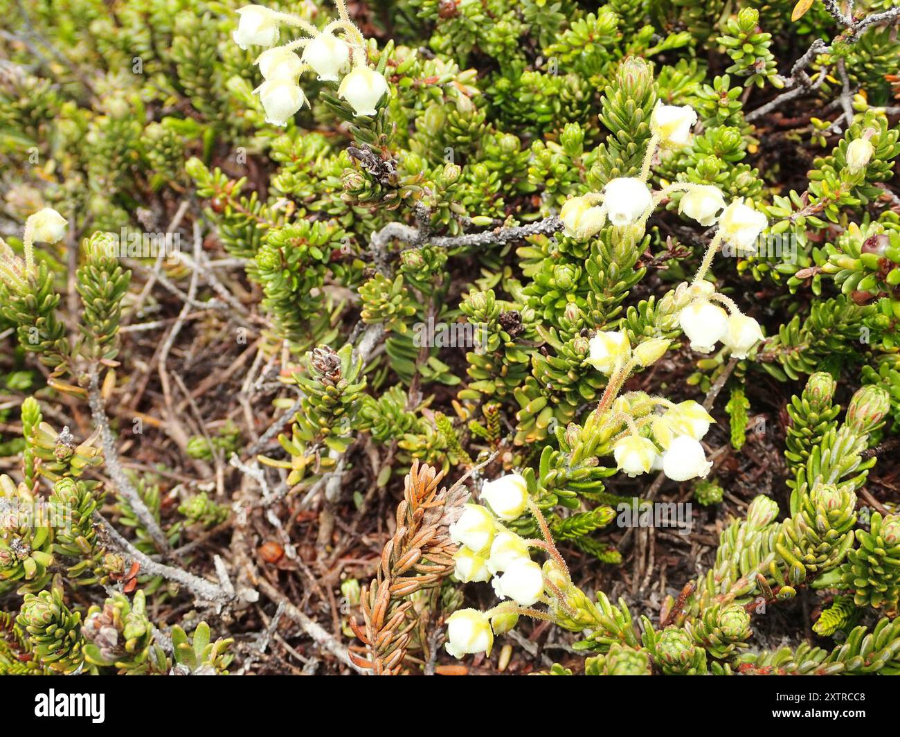 Yellow Mountain-heath (Phyllodoce glanduliflora) Plantae Stock Photo ...