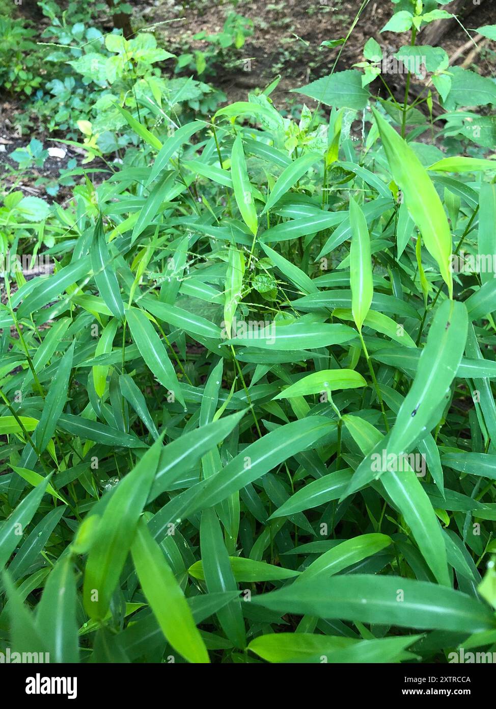 Japanese stiltgrass hi-res stock photography and images - Alamy