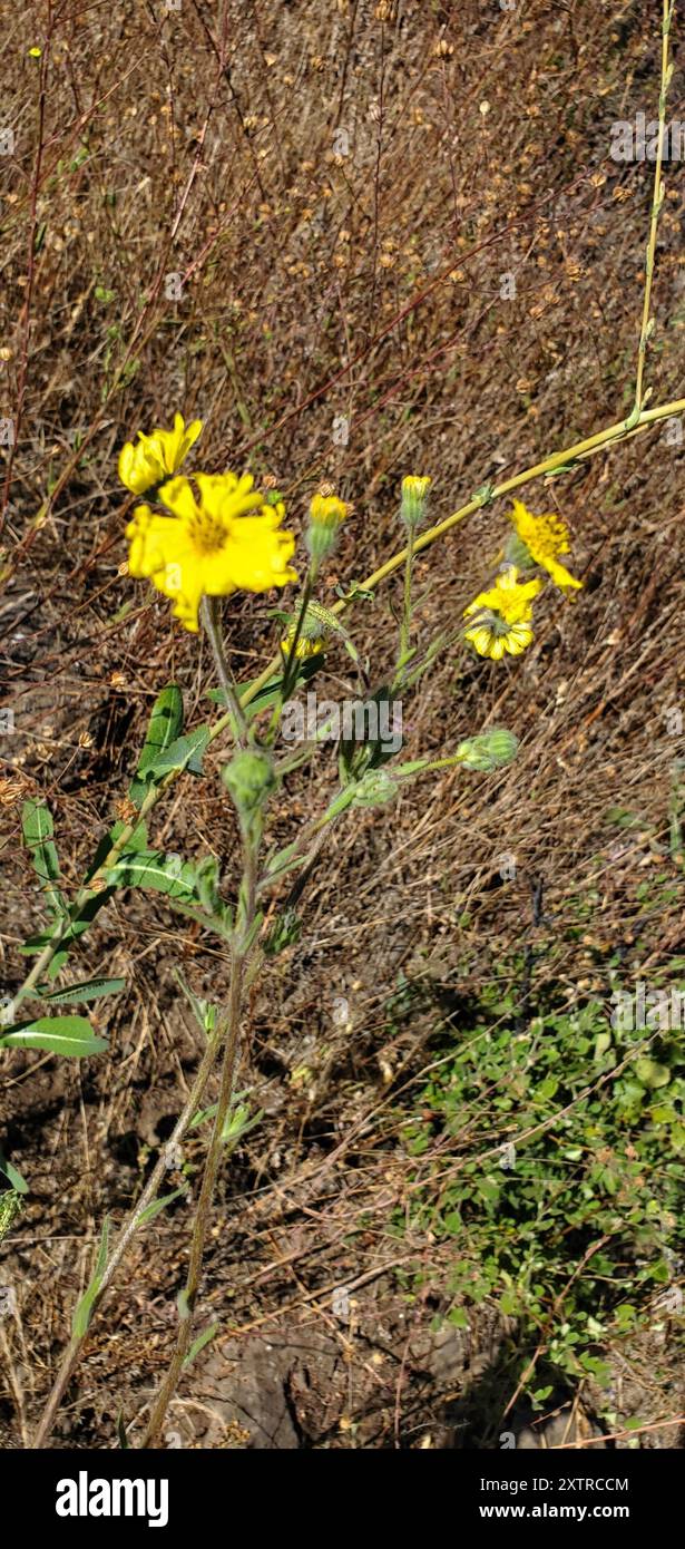 Common Madia (Madia elegans) Plantae Stock Photo - Alamy