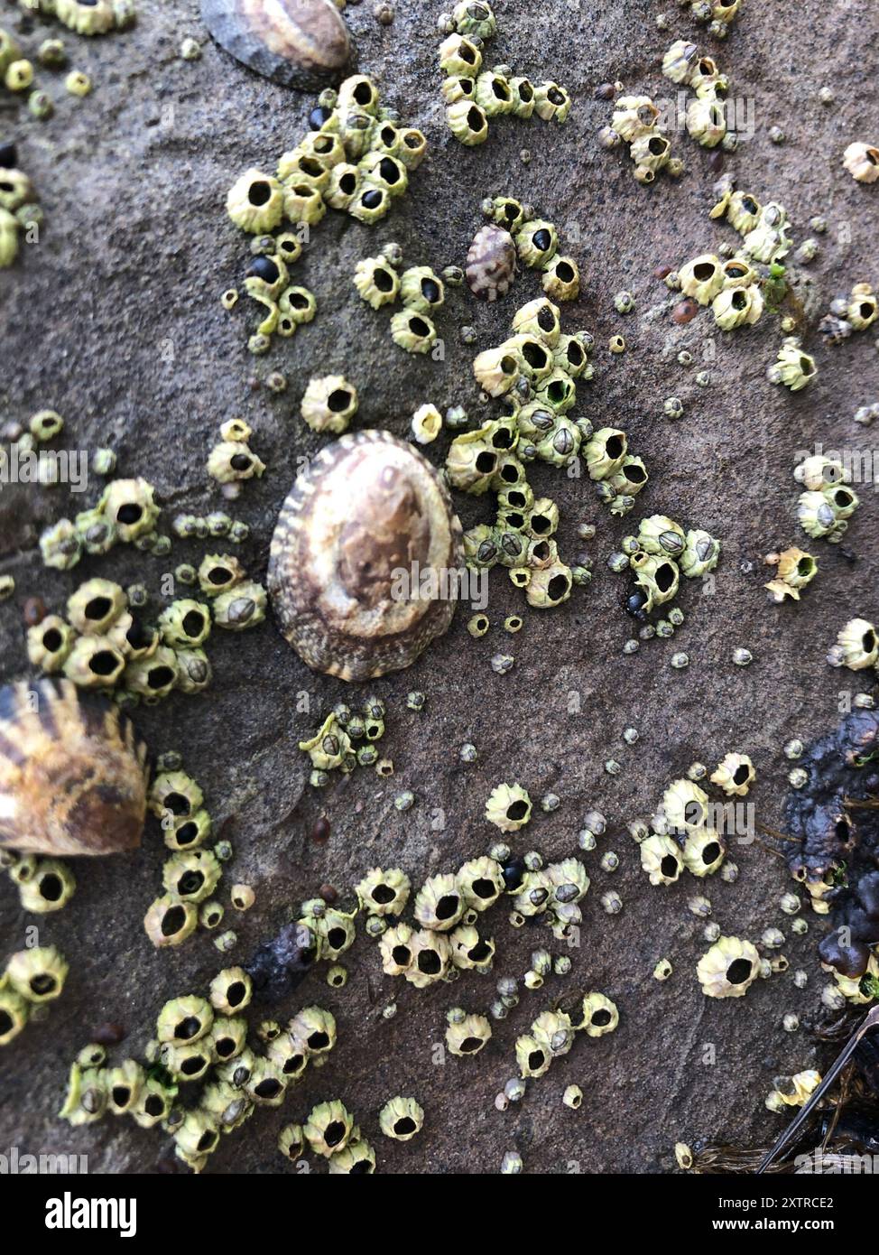Owl Limpet (Lottia gigantea) Mollusca Stock Photo - Alamy