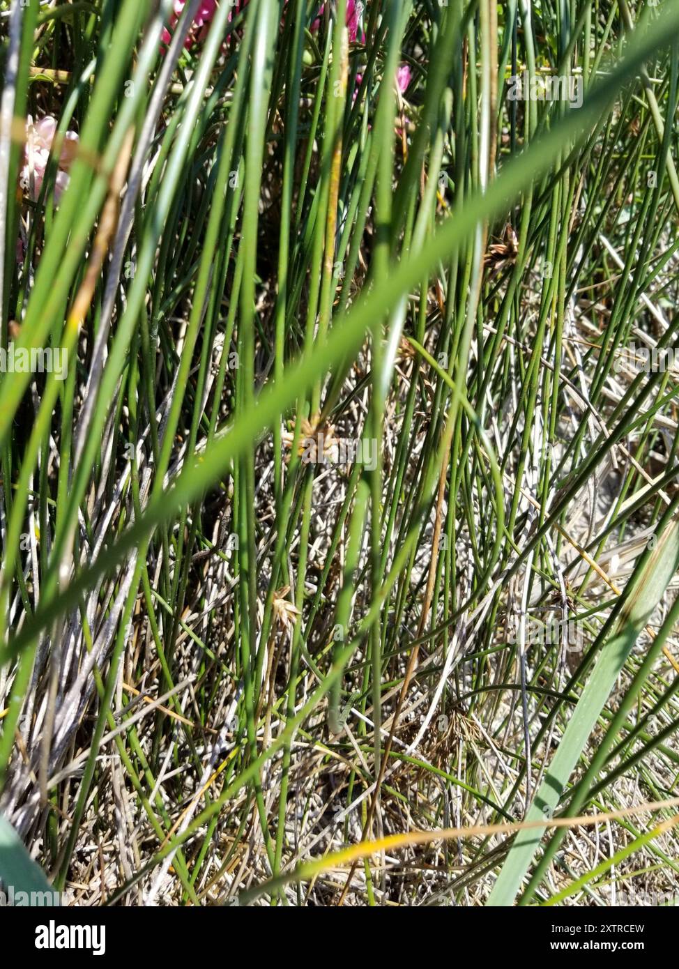 Baltic Rush (Juncus balticus) Plantae Stock Photo - Alamy