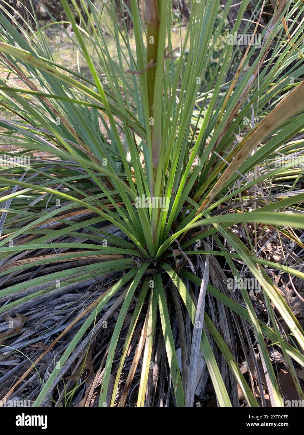 Devil's Shoestring (Nolina lindheimeriana) Plantae Stock Photo - Alamy