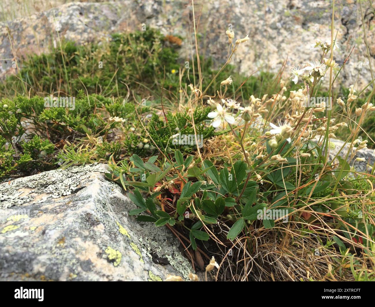 three-toothed cinquefoil (Sibbaldiopsis tridentata) Plantae Stock Photo ...