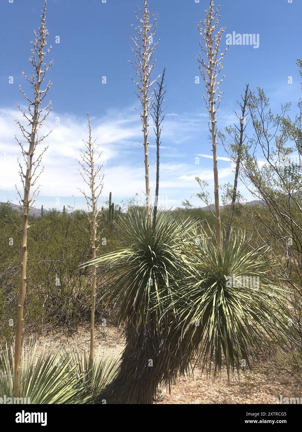 soaptree yucca (Yucca elata) Plantae Stock Photo - Alamy