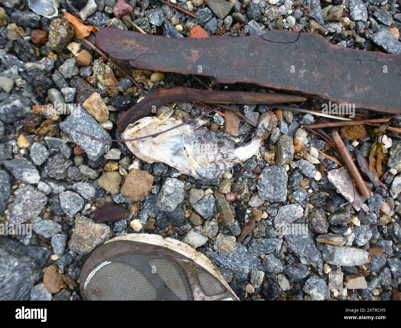 Oyster Toadfish (Opsanus tau) Actinopterygii Stock Photo - Alamy