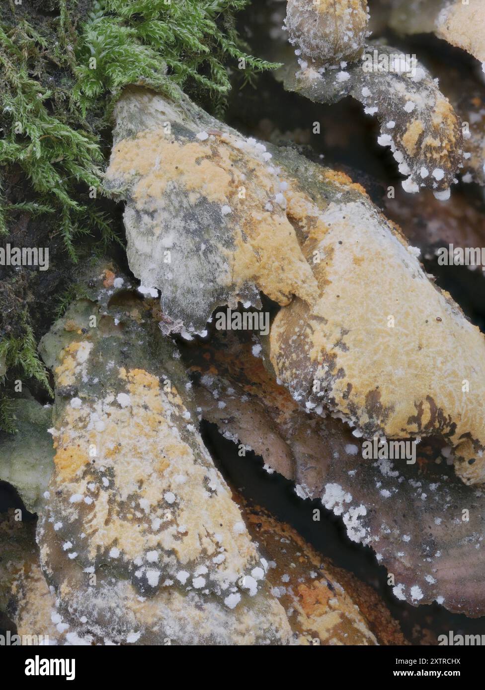 orange polypore mould (Hypomyces aurantius) Fungi Stock Photo - Alamy