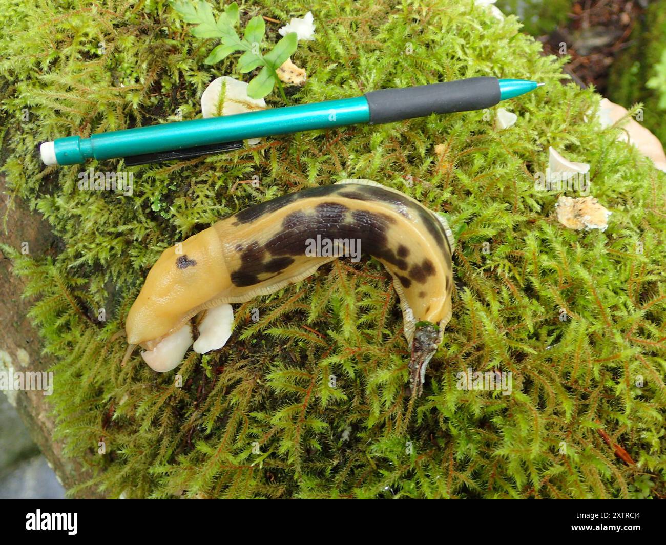 Pacific Banana Slug (Ariolimax columbianus) Mollusca Stock Photo - Alamy