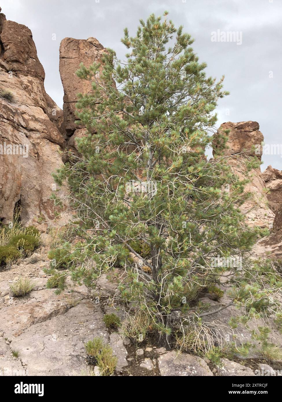 singleleaf pinyon (Pinus monophylla) Plantae Stock Photo - Alamy