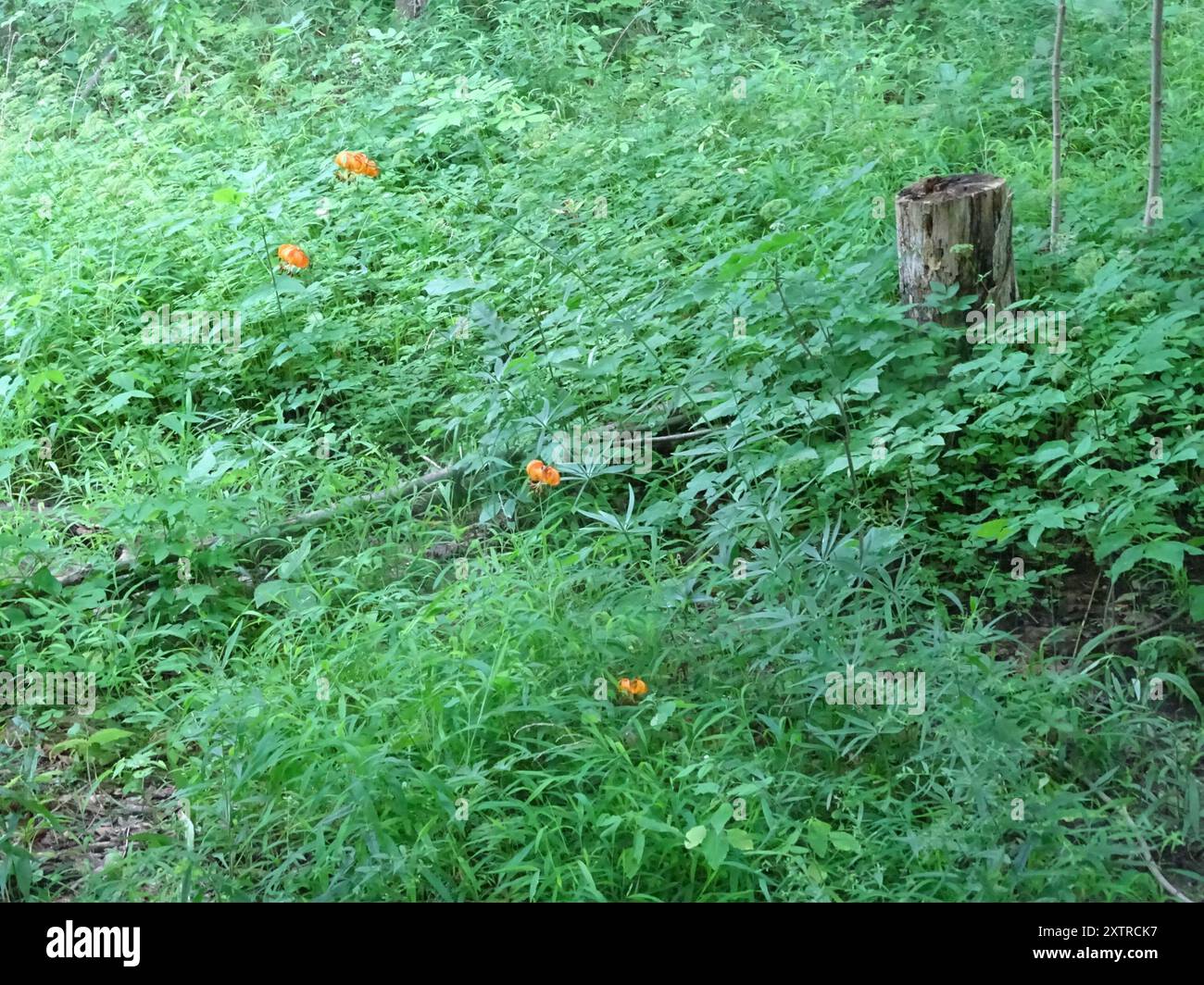 Michigan lily (Lilium michiganense) Plantae Stock Photo - Alamy