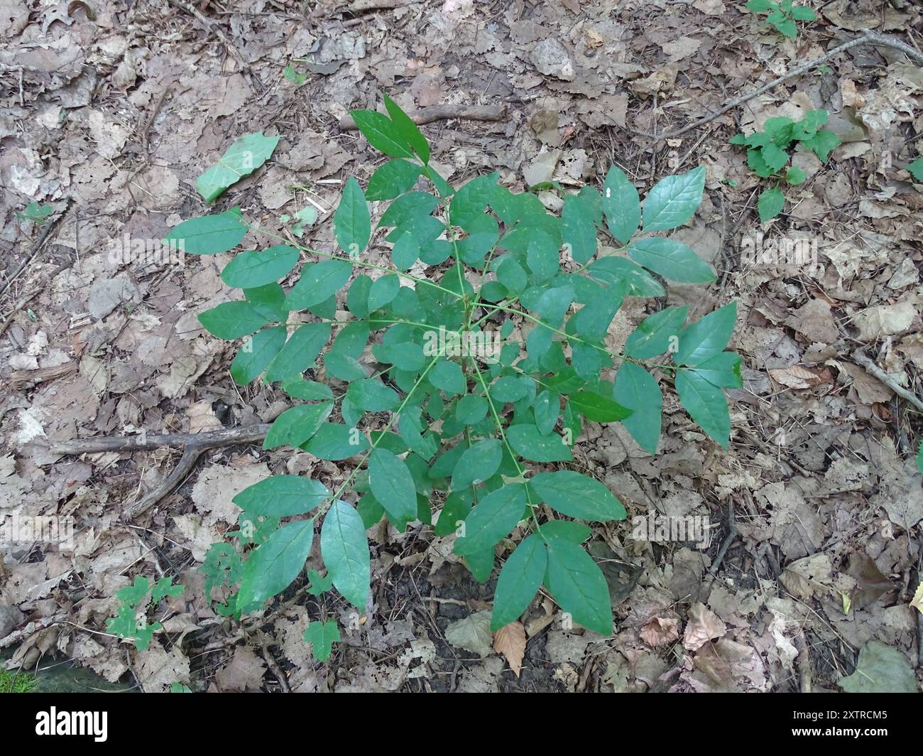 common prickly ash (Zanthoxylum americanum) Plantae Stock Photo - Alamy