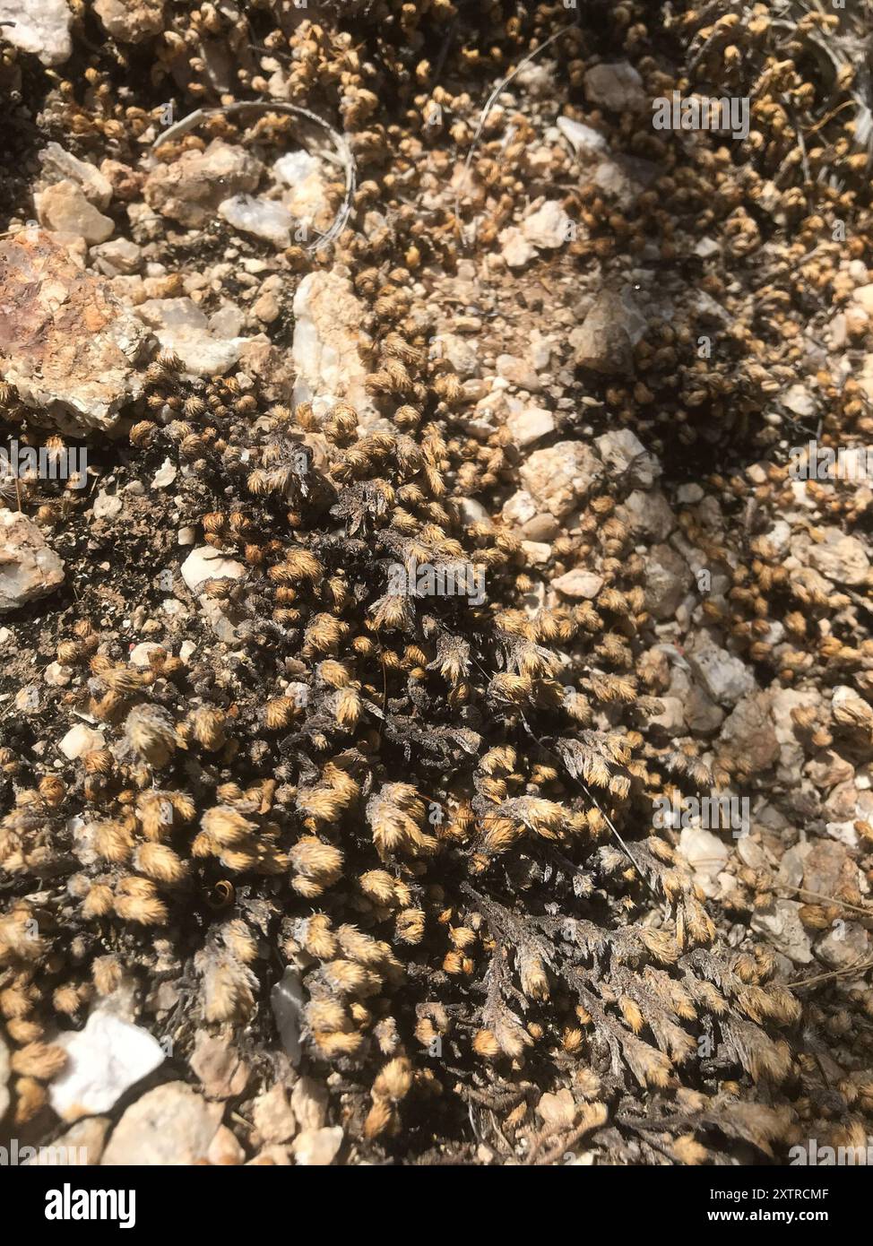 Arizona spikemoss (Selaginella arizonica) Plantae Stock Photo - Alamy