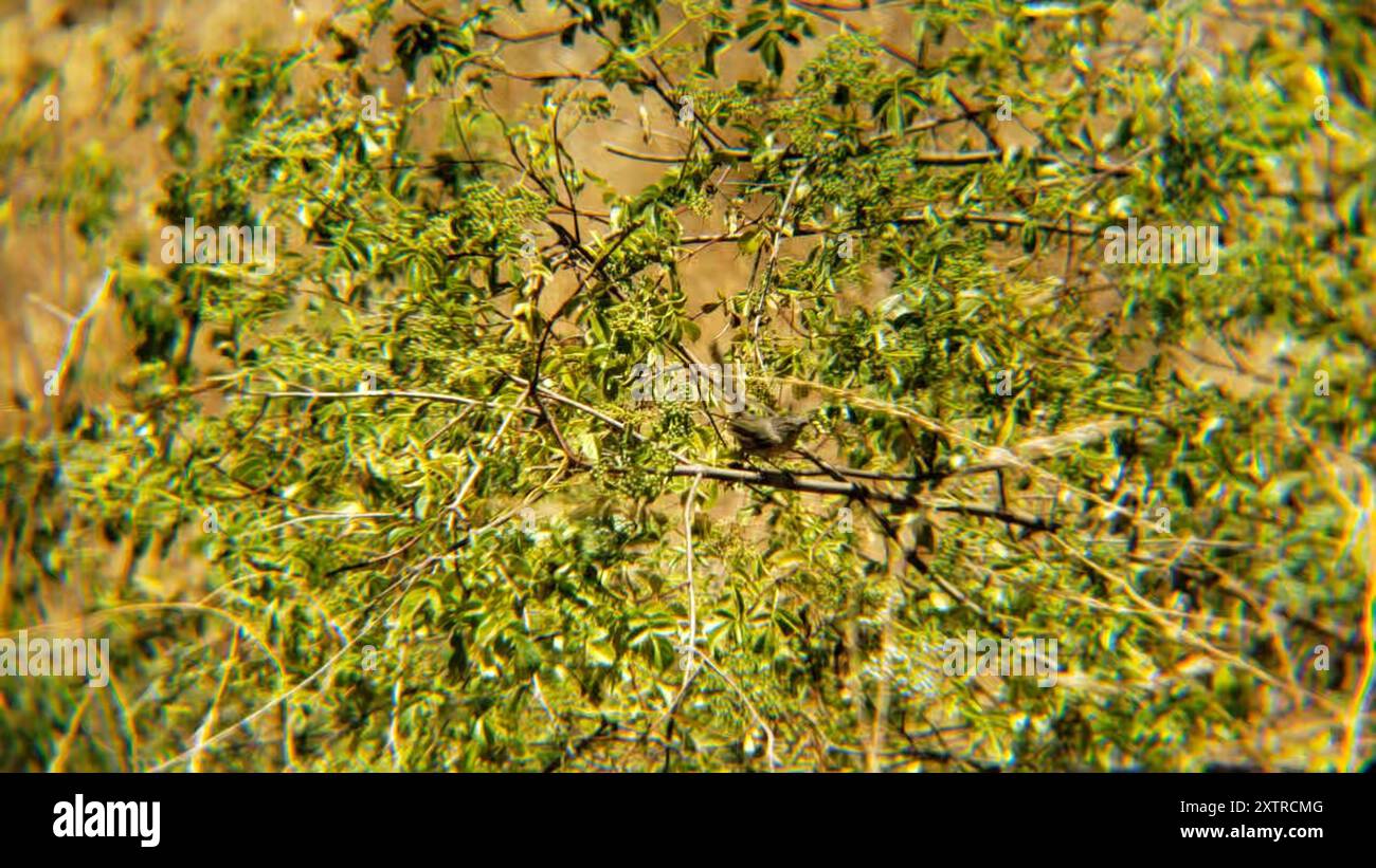 Wrentit (Chamaea fasciata) Aves Stock Photo - Alamy