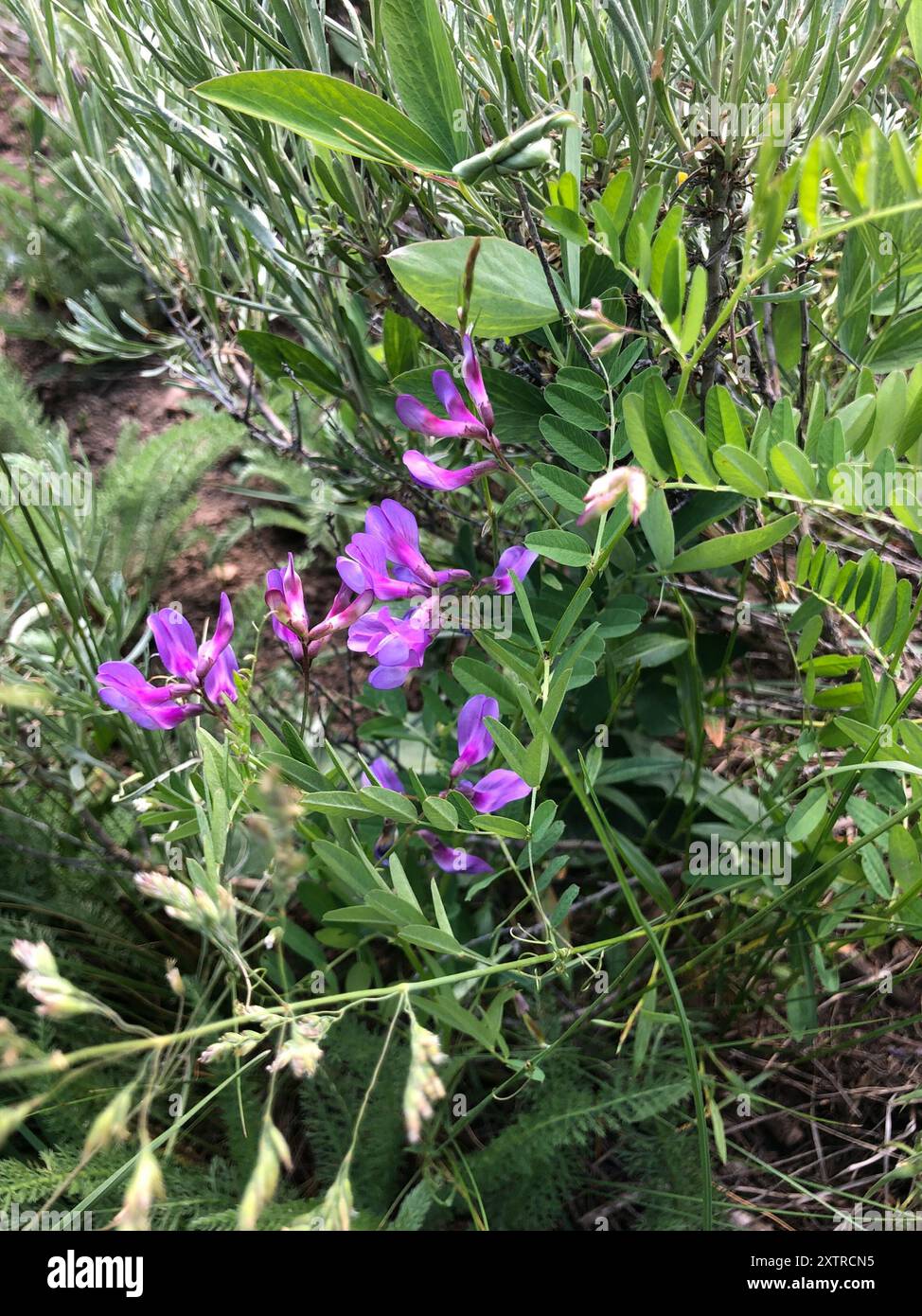 American vetch (Vicia americana) Plantae Stock Photo - Alamy