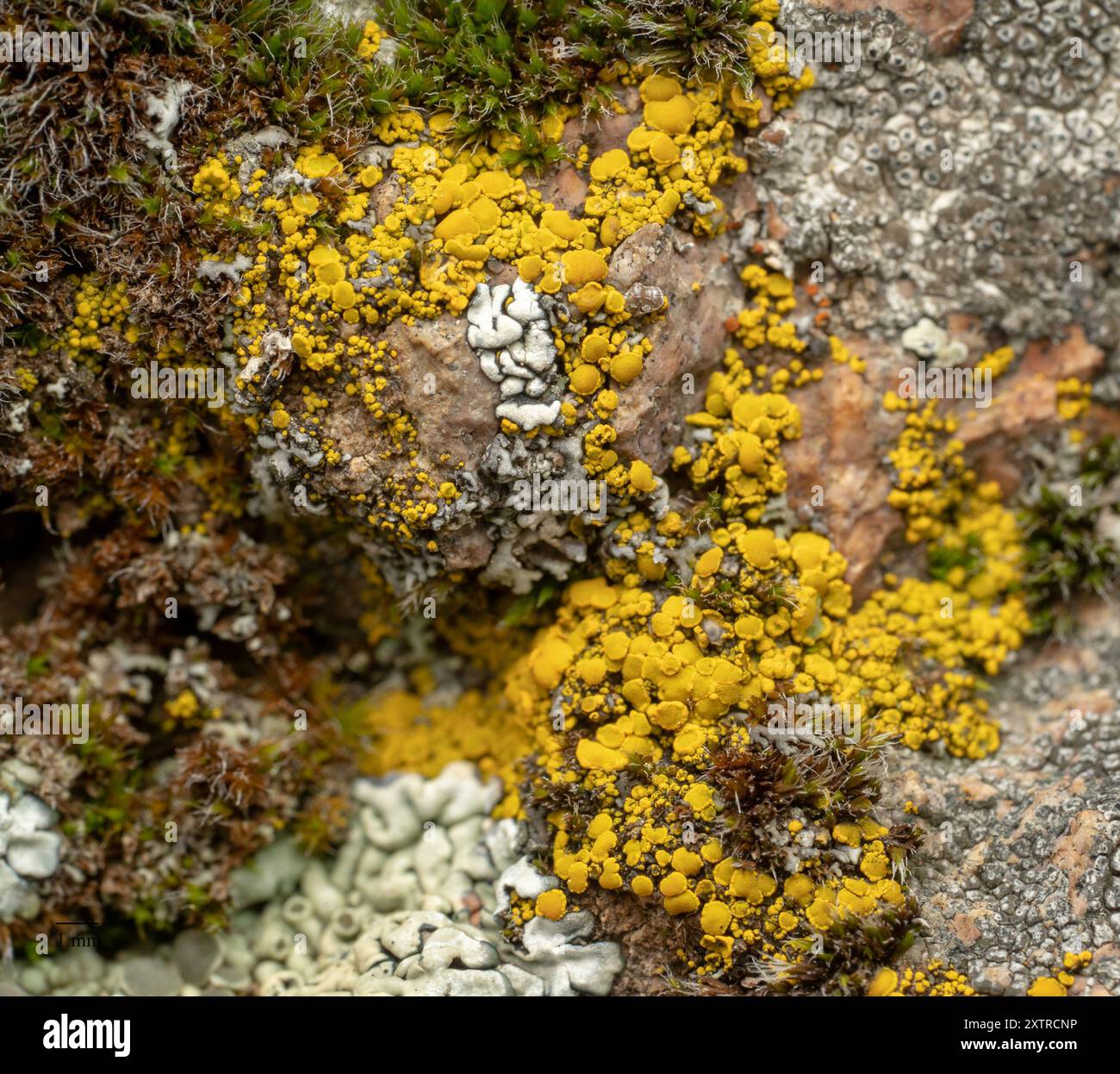 common lichens (Lecanoromycetes) Fungi Stock Photo - Alamy