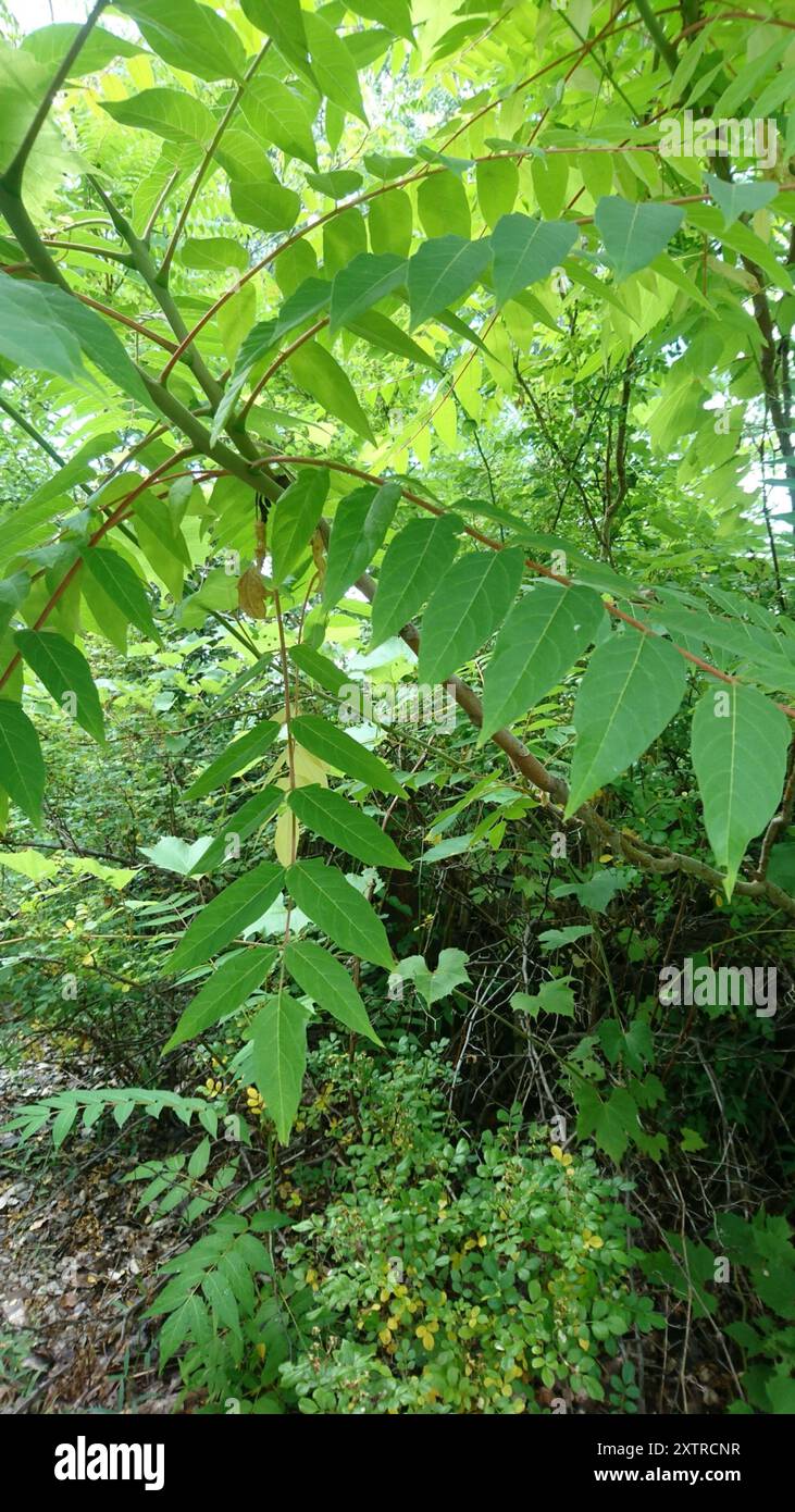 tree-of-heaven (Ailanthus altissima) Plantae Stock Photo - Alamy