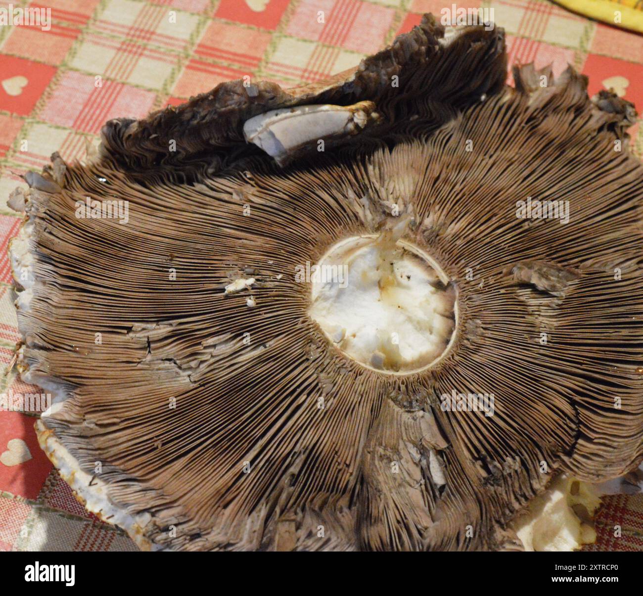 The Prince (Agaricus augustus) Fungi Stock Photo - Alamy