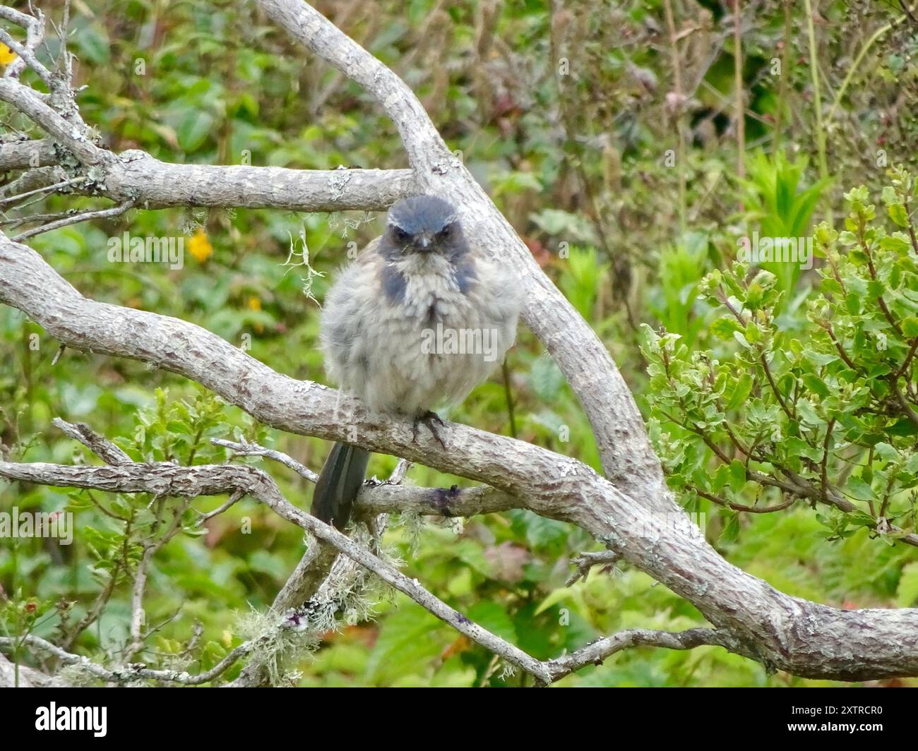 California Scrub-Jay (Aphelocoma californica) Aves Stock Photo - Alamy