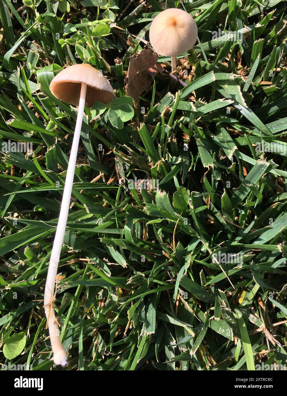 milky conecap (Conocybe apala) Fungi Stock Photo - Alamy