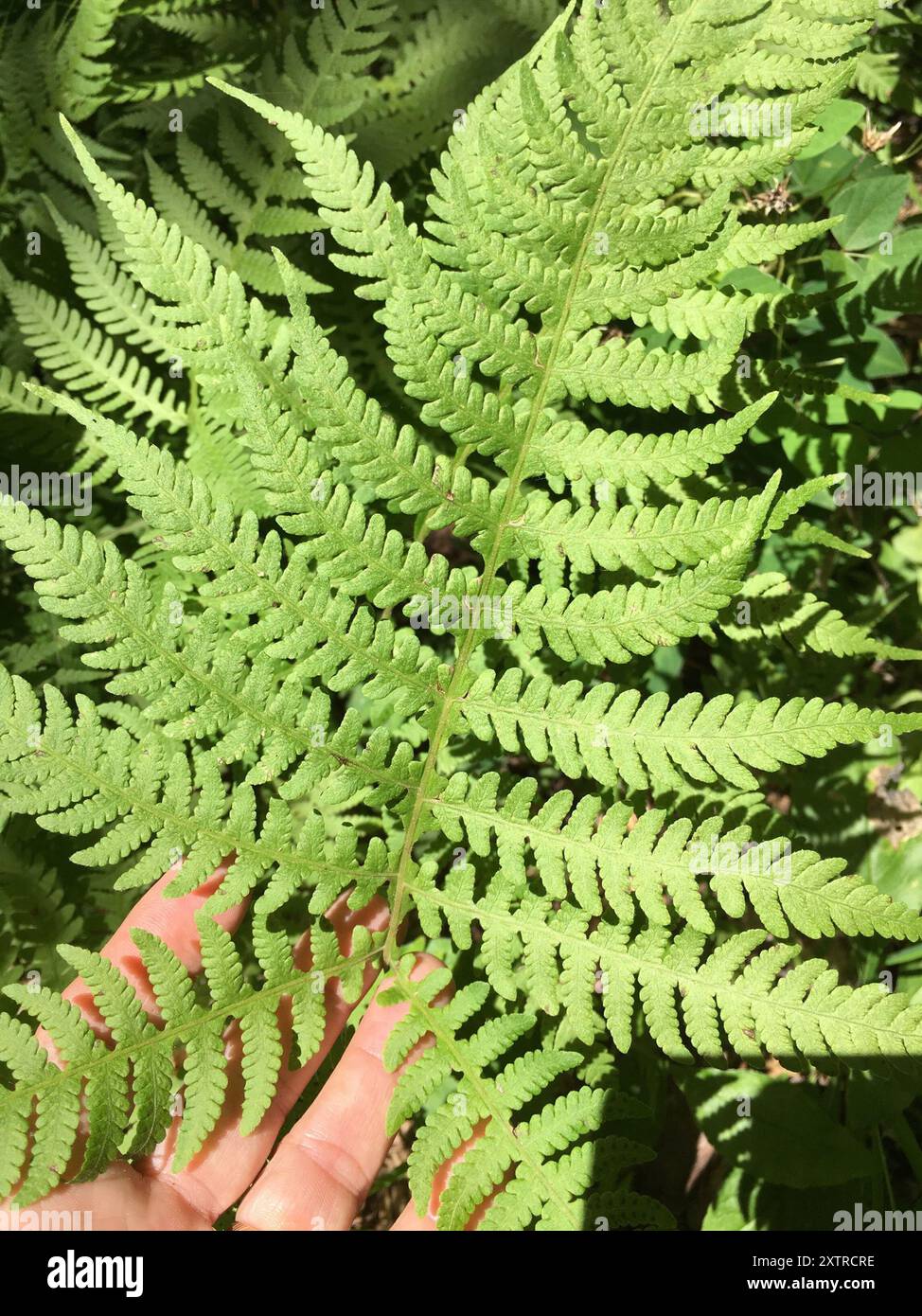 broad beech fern (Phegopteris hexagonoptera) Plantae Stock Photo - Alamy