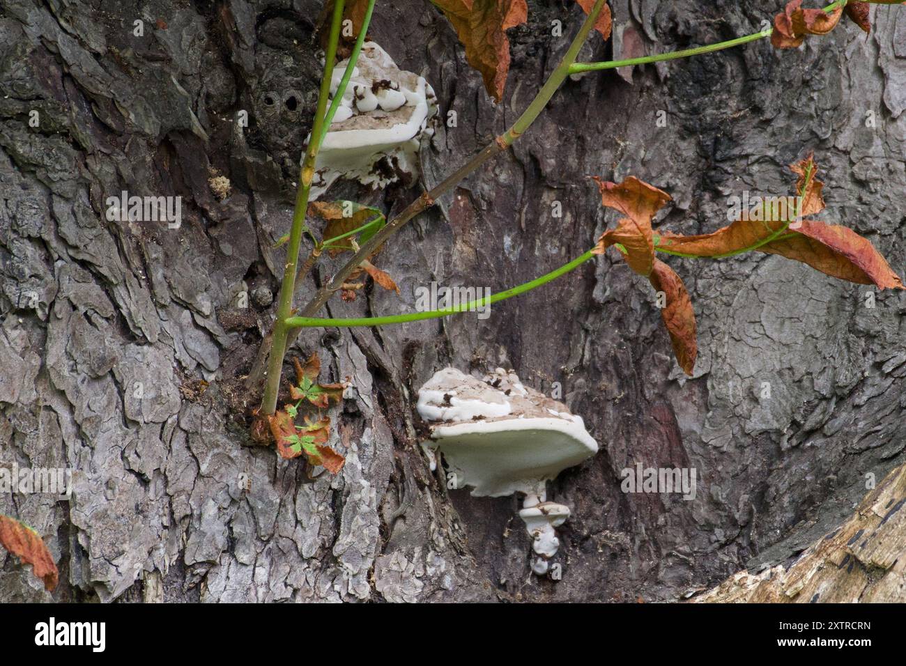 artist's bracket (Ganoderma applanatum) Fungi Stock Photo - Alamy