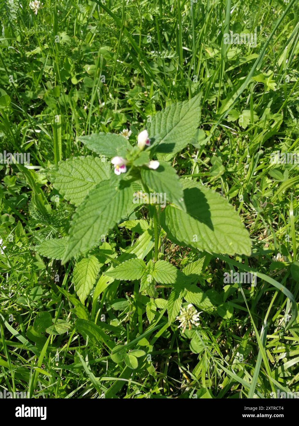 Common hemp-nettle (Galeopsis tetrahit) Plantae Stock Photo - Alamy