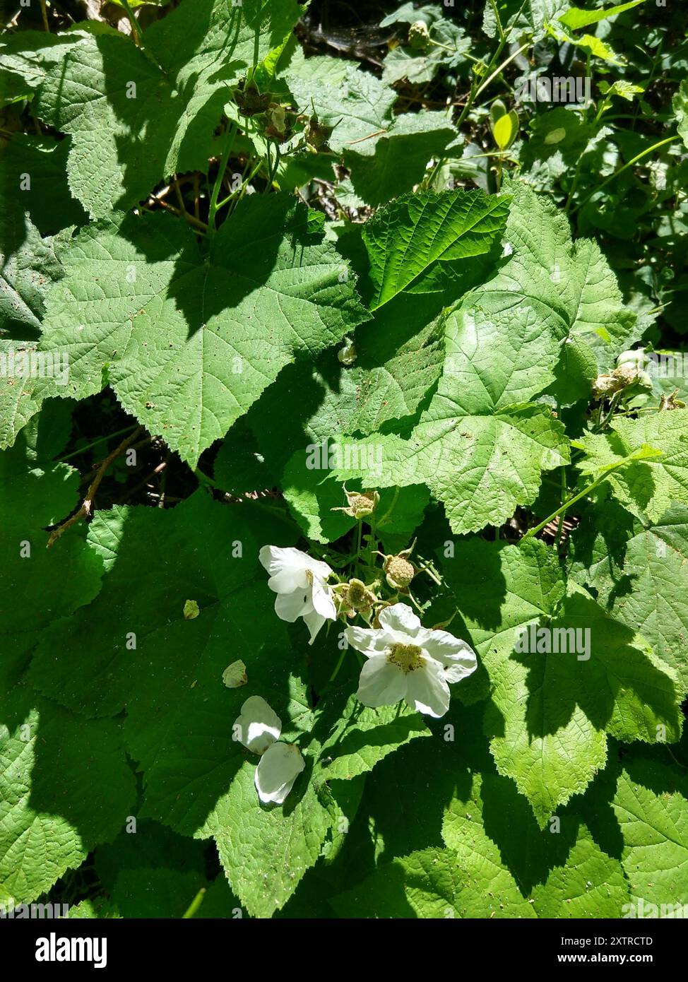 thimbleberry (Rubus parviflorus) Plantae Stock Photo - Alamy