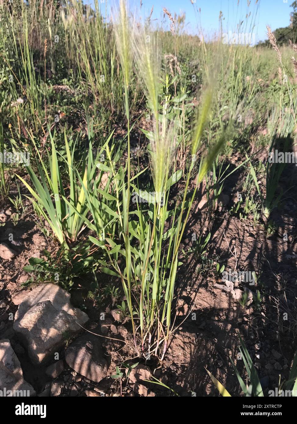 Foxtail Barley (Hordeum jubatum) Plantae Stock Photo - Alamy