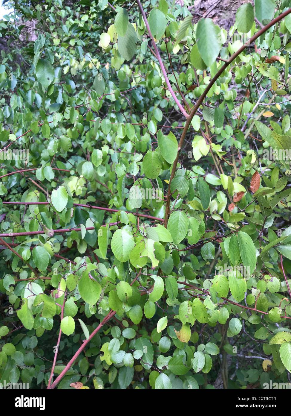 Supplejack (Berchemia scandens) Plantae Stock Photo - Alamy