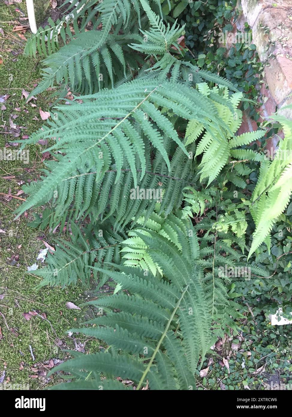 Soft Fern (Christella dentata) Plantae Stock Photo - Alamy
