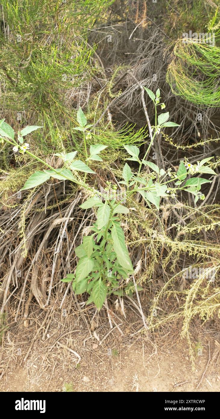 greenspot nightshade (Solanum douglasii) Plantae Stock Photo - Alamy