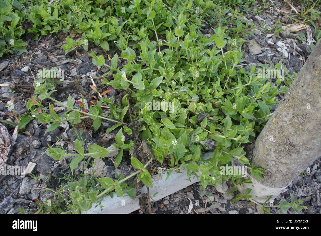 Water Chickweed (Stellaria aquatica) Plantae Stock Photo - Alamy