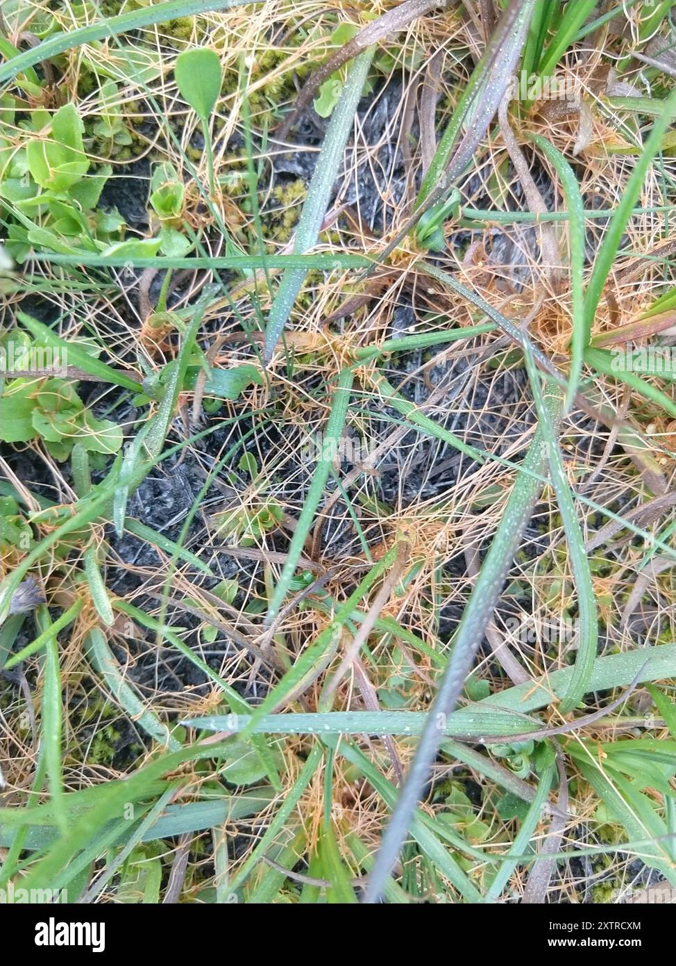 California dodder (Cuscuta californica) Plantae Stock Photo - Alamy