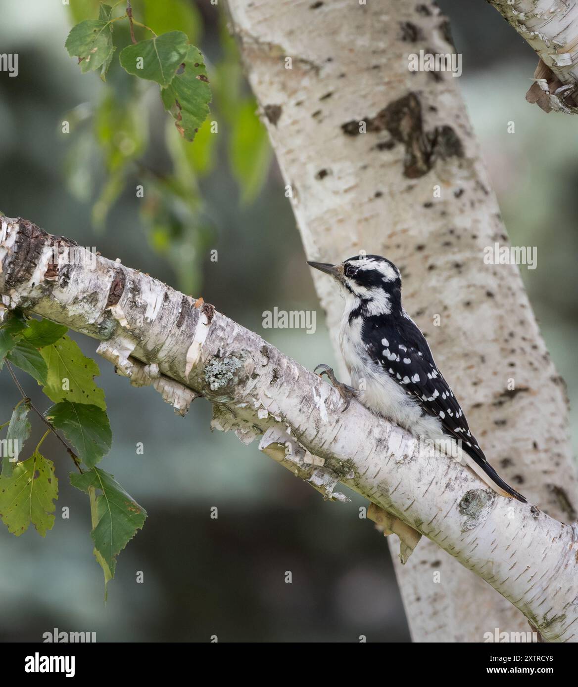 Female hairy woodpecker leuconotopicus hi-res stock photography and ...
