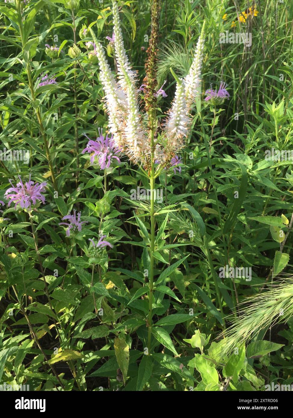 Culver's root (Veronicastrum virginicum) Plantae Stock Photo - Alamy