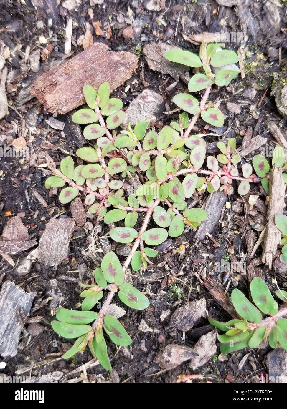 Spotted spurge (Euphorbia maculata) Plantae Stock Photo - Alamy