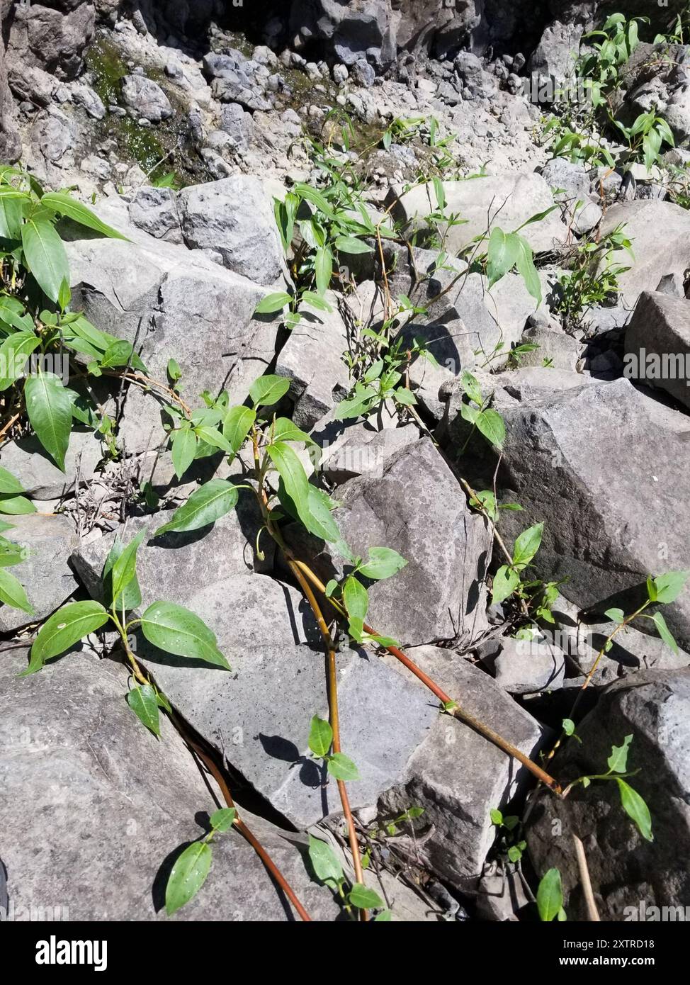 pinkweed (Persicaria pensylvanica) Plantae Stock Photo - Alamy