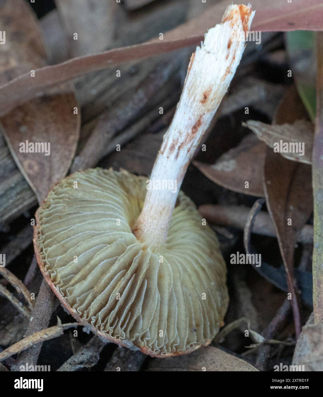 Chip Cherries (Leratiomyces ceres) Fungi Stock Photo - Alamy