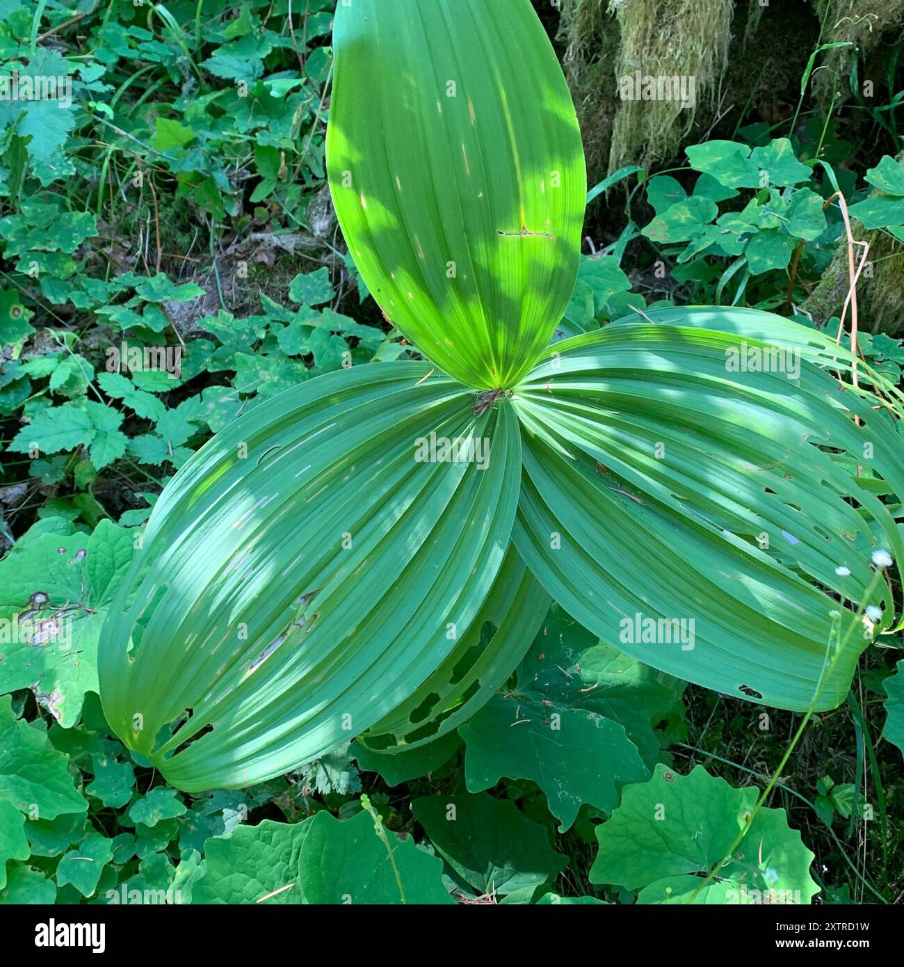false hellebores (Veratrum) Plantae Stock Photo - Alamy
