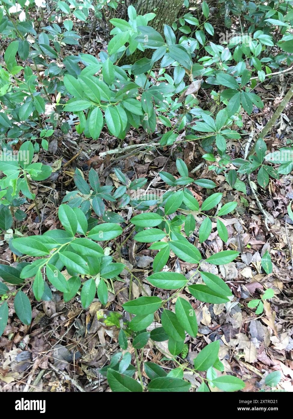 Swamp Dog-laurel (Leucothoe axillaris) Plantae Stock Photo - Alamy