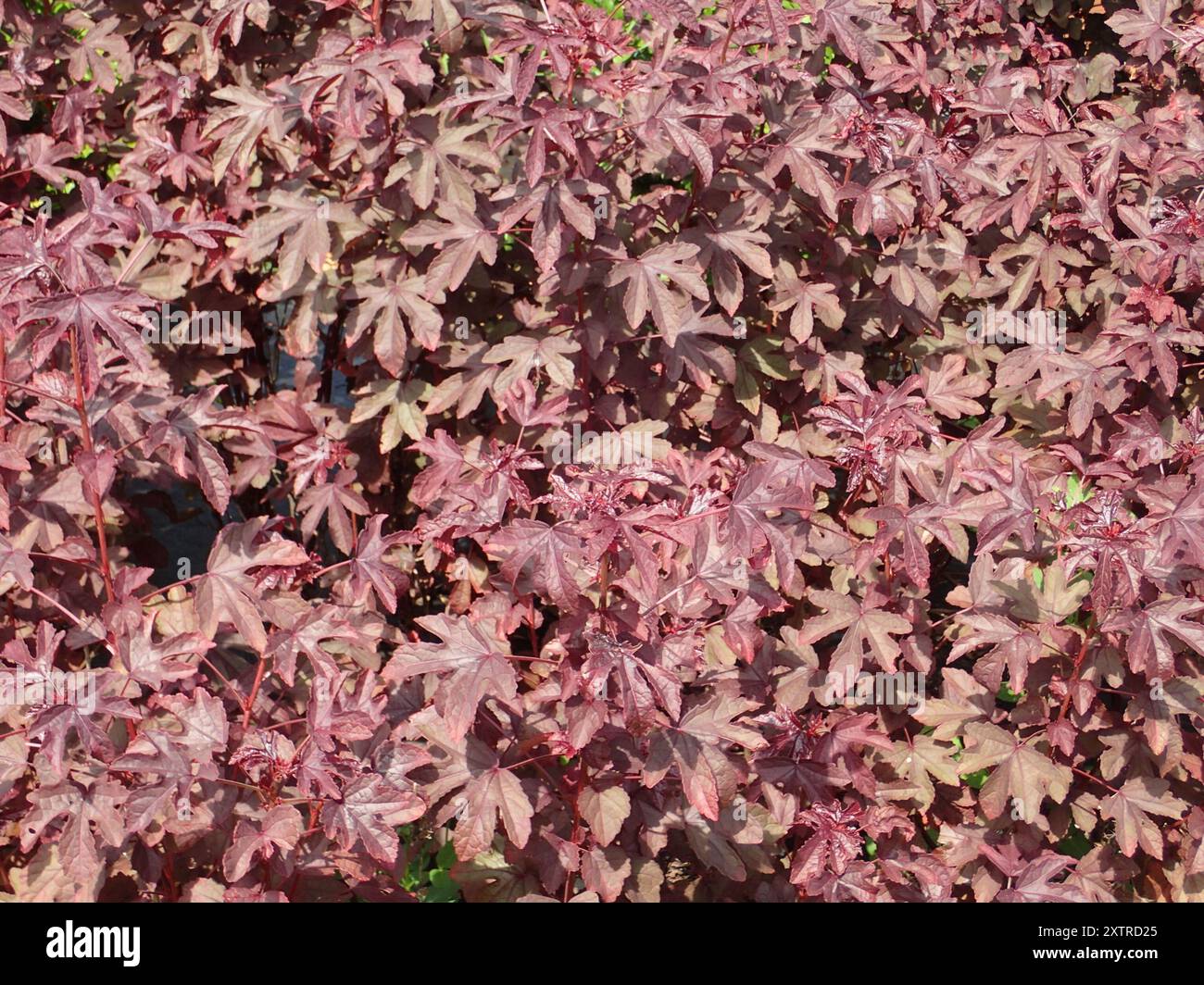 Bellyache Bush (Jatropha gossypiifolia) Plantae Stock Photo - Alamy