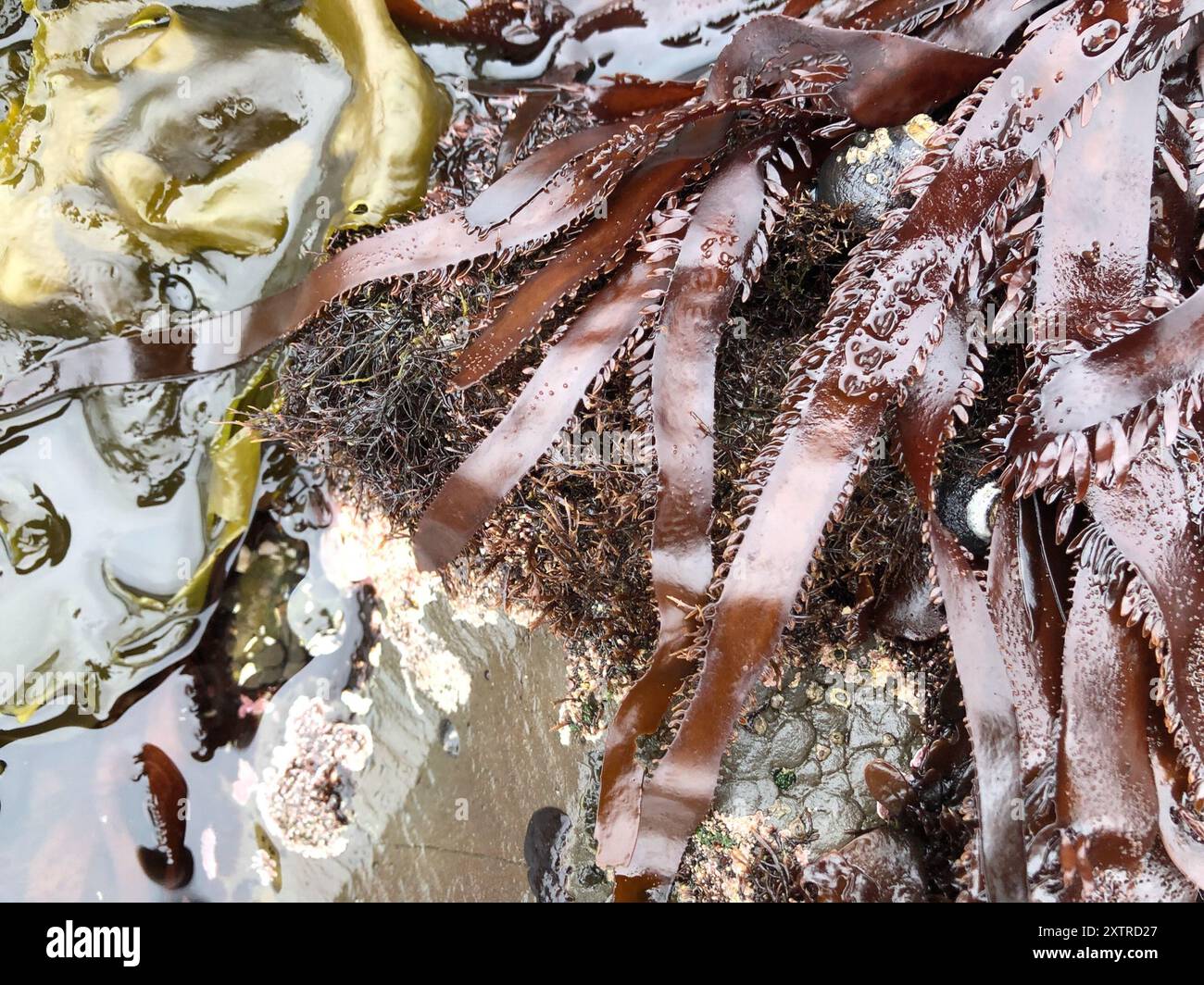 red algae (Rhodophyta) Plantae Stock Photo - Alamy
