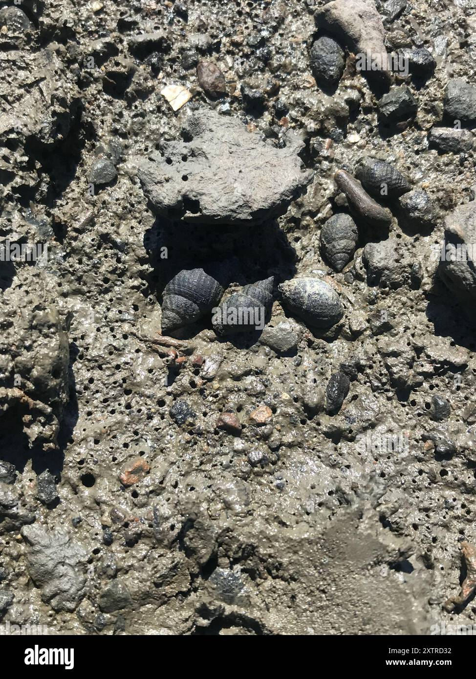 Eastern Mudsnail (Ilyanassa obsoleta) Mollusca Stock Photo - Alamy