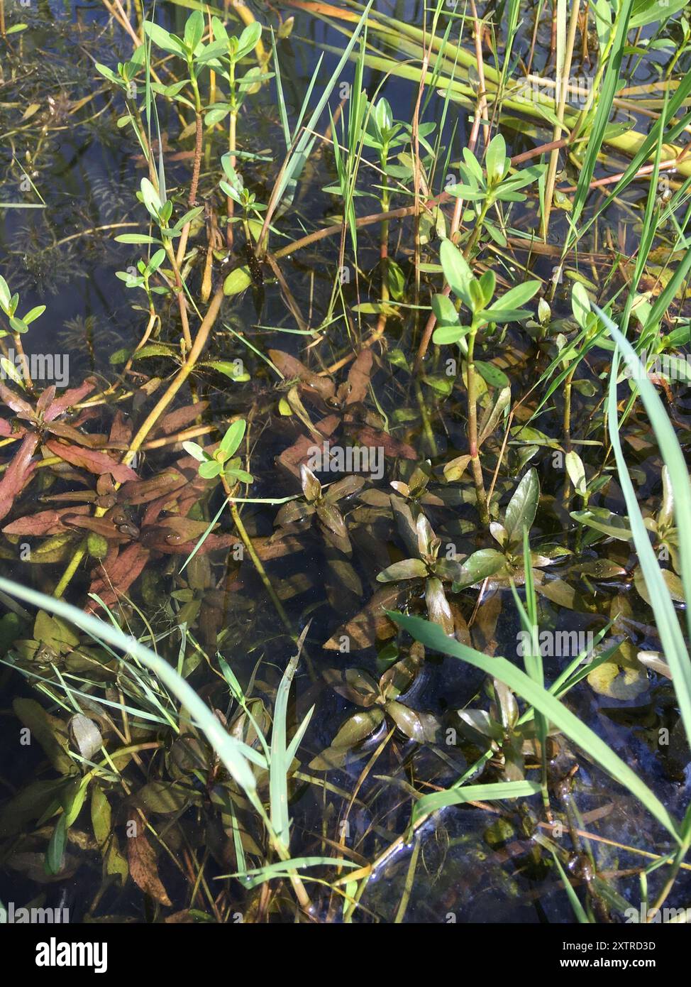 Indian Swampweed (Hygrophila polysperma) Plantae Stock Photo - Alamy