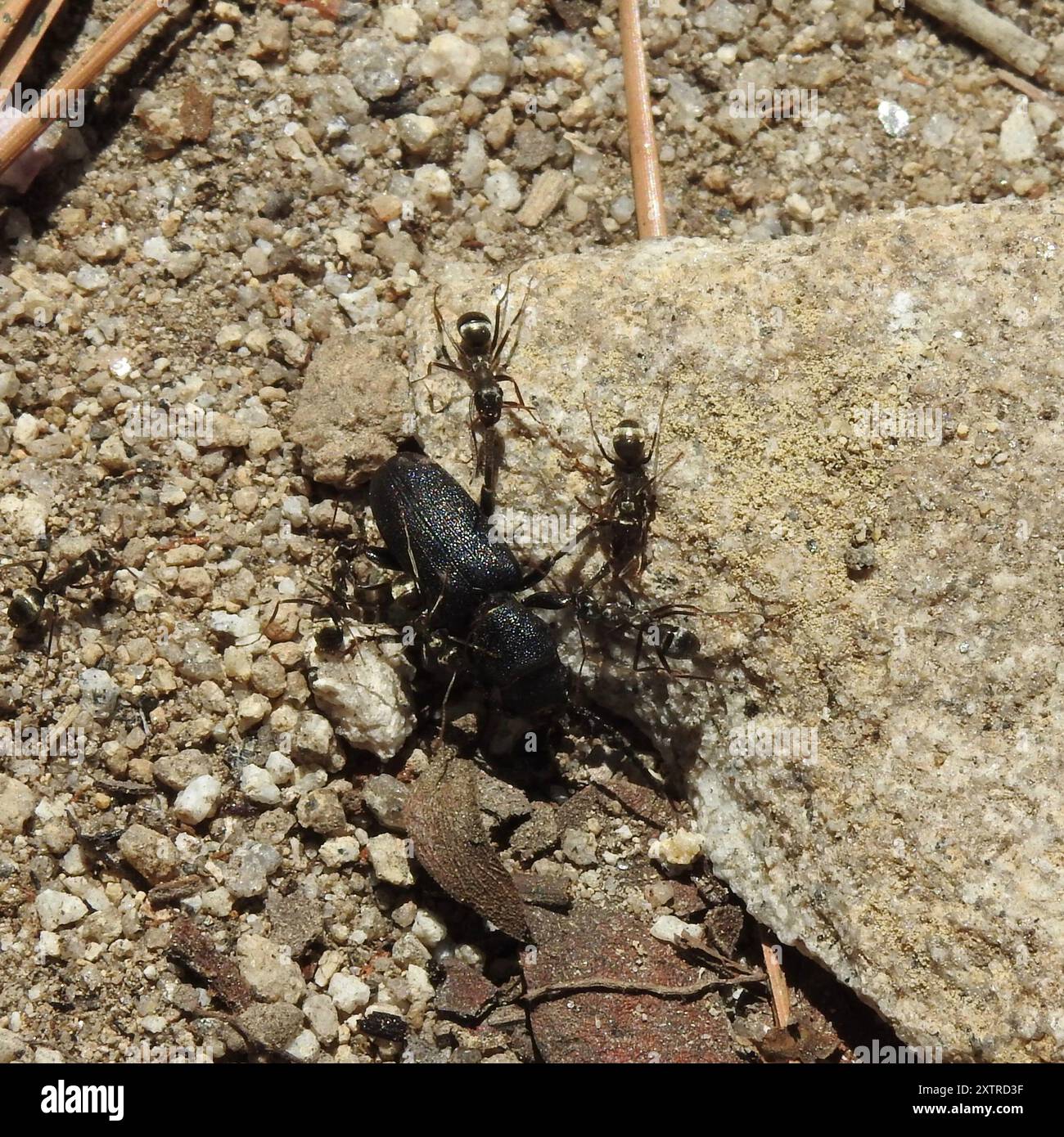 fusca-group Field Ants and Allies (Formica fusca) Insecta Stock Photo ...