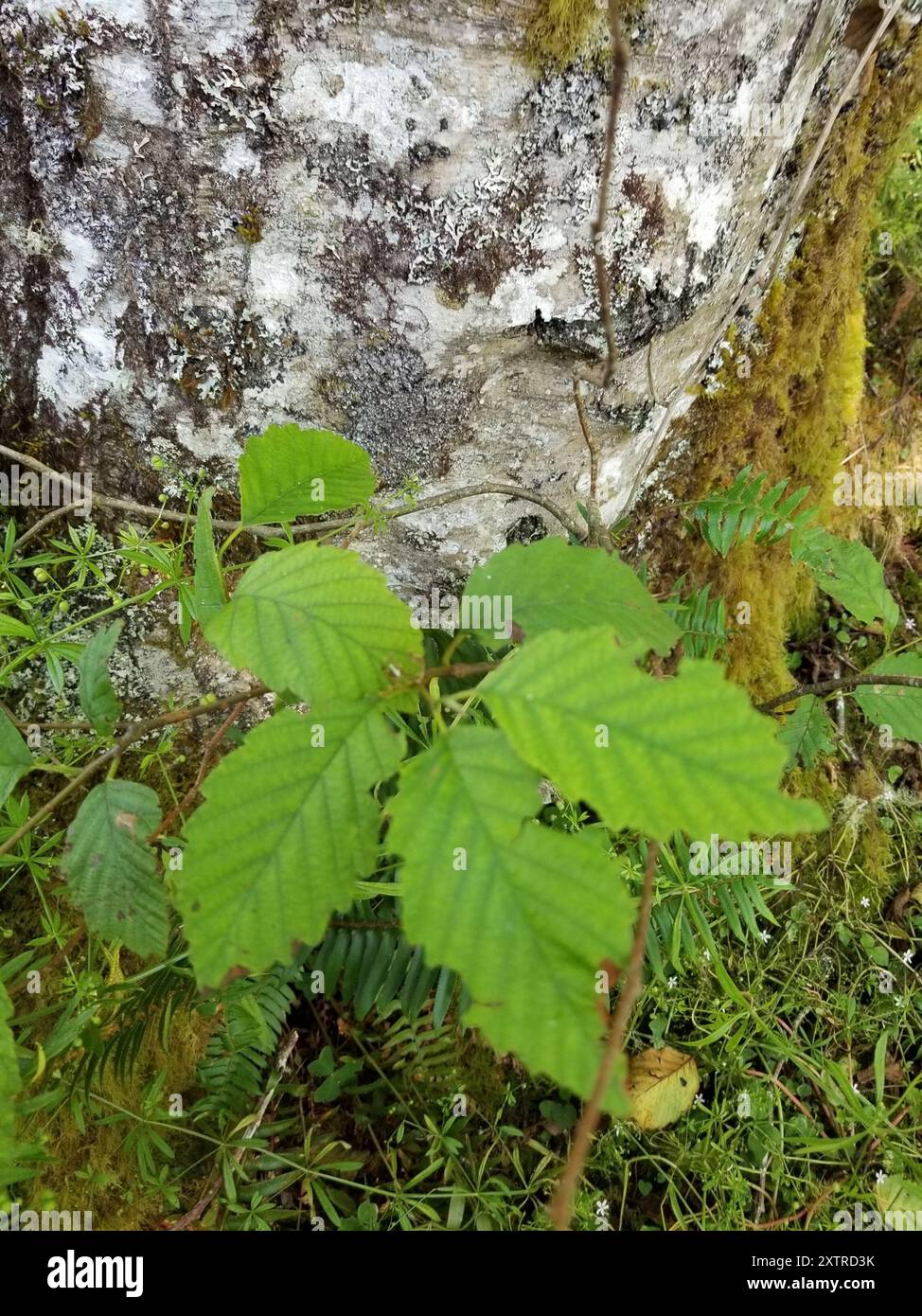 Red Alder (Alnus rubra) Plantae Stock Photo - Alamy