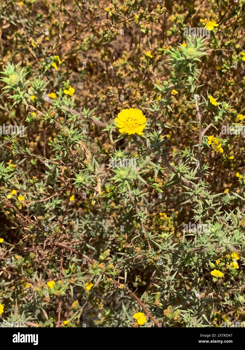 southern tarplant (Centromadia parryi australis) Plantae Stock Photo ...