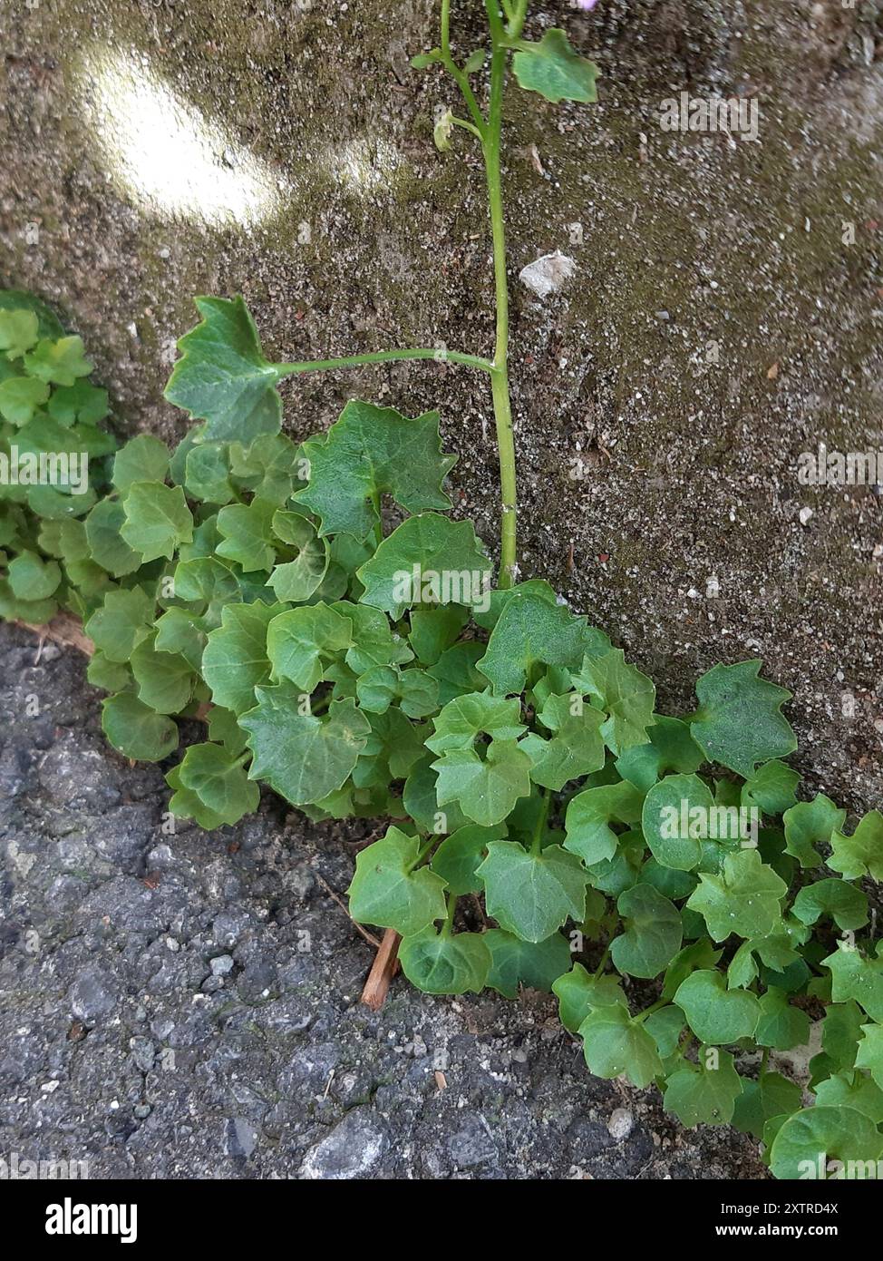 Trailing bellflower (Campanula poscharskyana) Plantae Stock Photo - Alamy